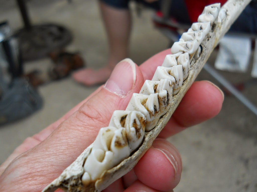 Tigger Time: Deer Teeth, Not Dear Teeth