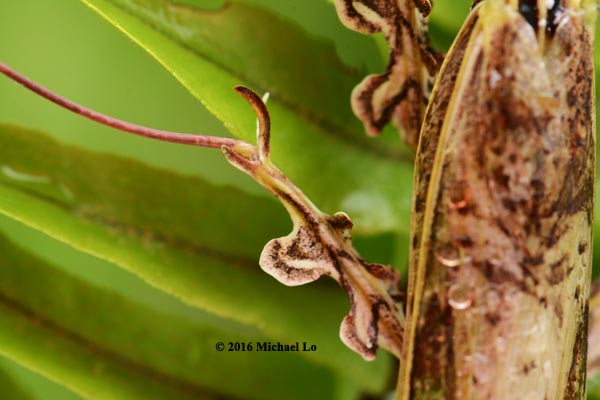 The rainforests of Borneo & Southeast Asia: Alien-looking praying ...