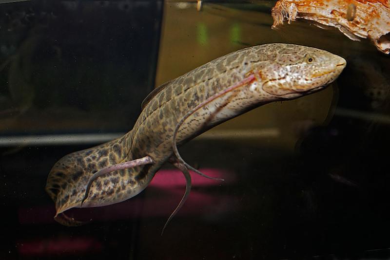 Biology of Animals: Protopterus aethiopicus (African marbled lung fish)