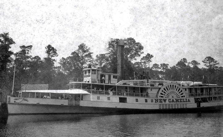 Tammany Family: The Steamer Camelia