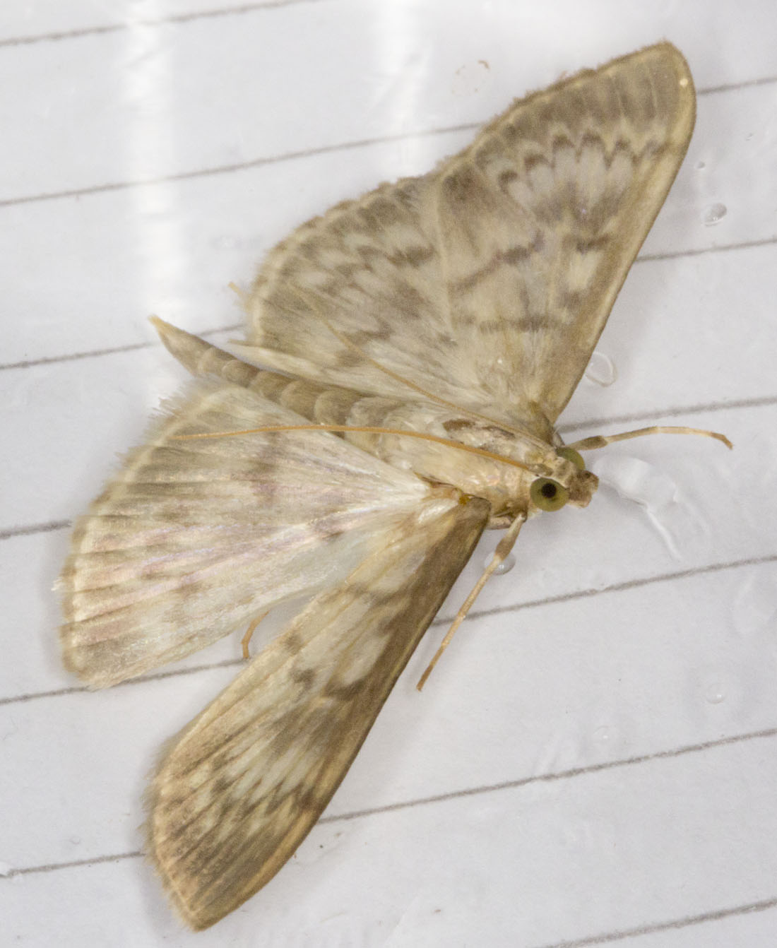 Farthing Downs Moths | Naturally