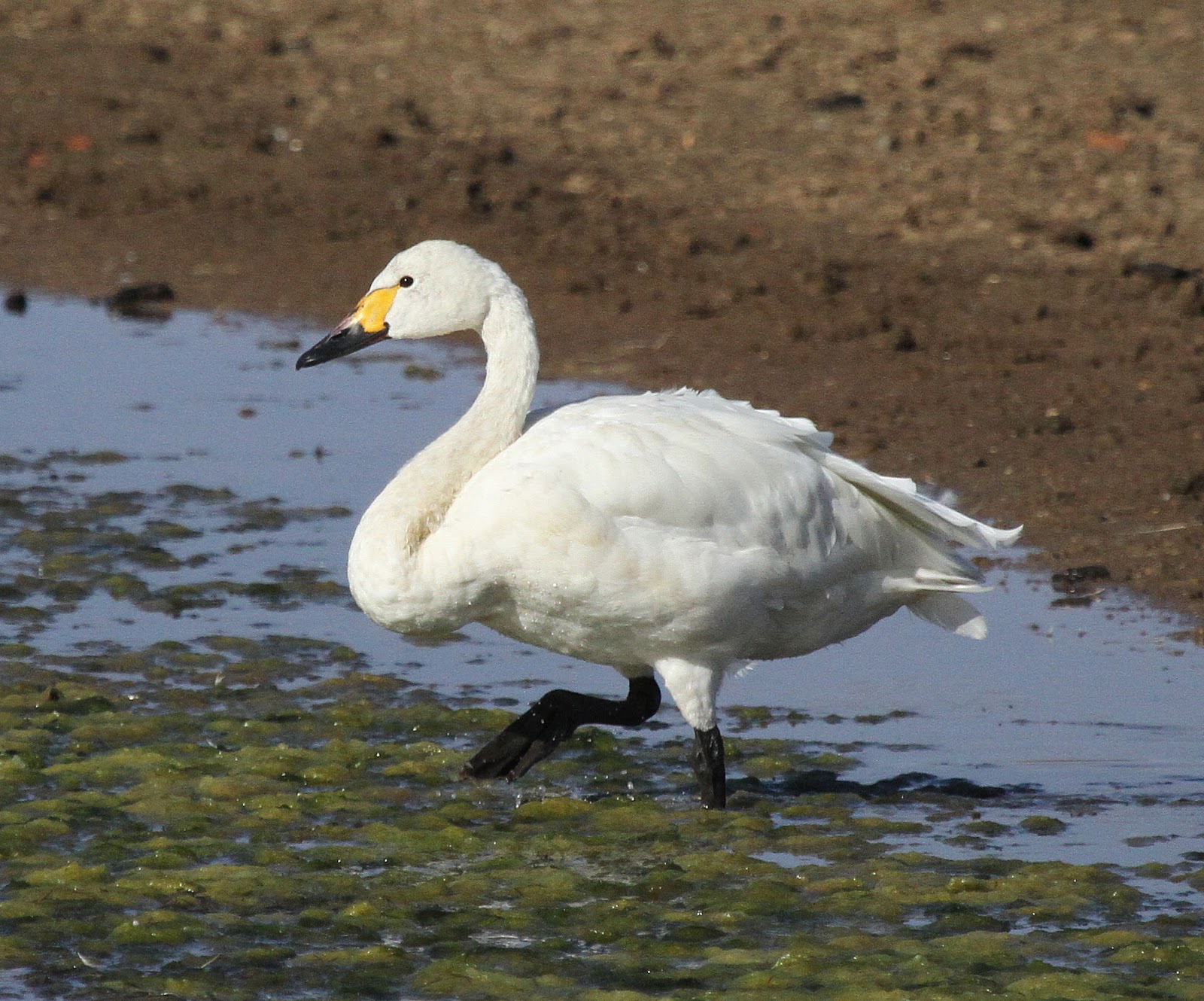 Birding with Flowers: A Wild Swan Chase
