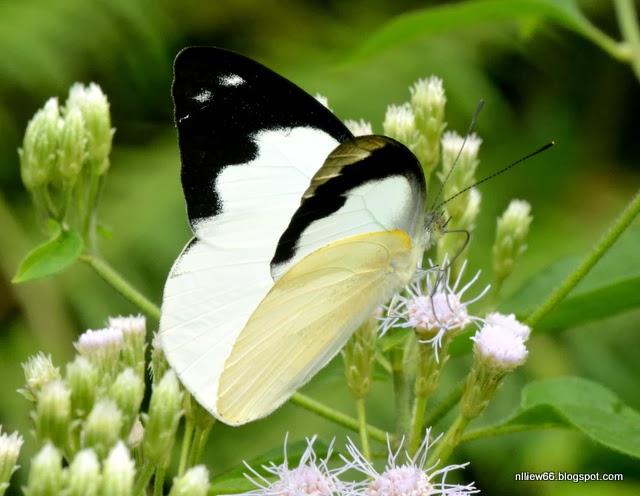 The Forested Path (and Beyond): BUTTERFLIES of RAUB: The Plain Puffin ...