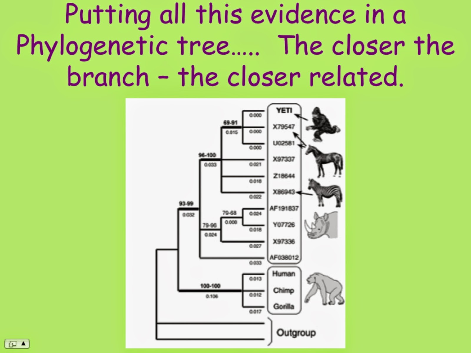 EC Honors Biology: Evidence for Evolution