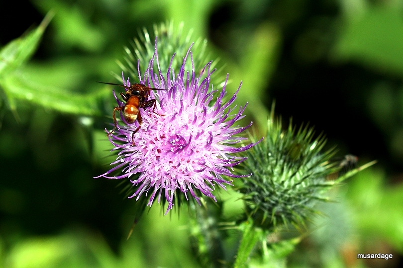 Le cirse commun, un chardon vulgaire. | Musardage du côté de Trégunc