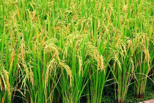 Tanaman Padi-Padian Beserta Olahannya ~ Langit Daftar Nama