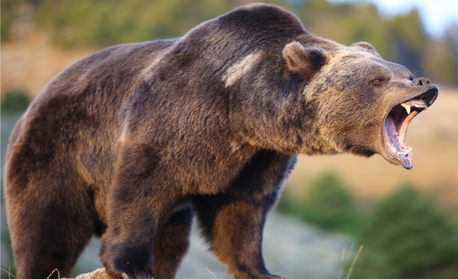 Fly Fishing In Yellowstone National Park: 10/01/2016 - 11/01/2016