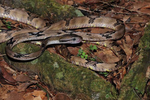 Ular Asli Indonesia: Ular Taring Kucing (Boiga cynodon)