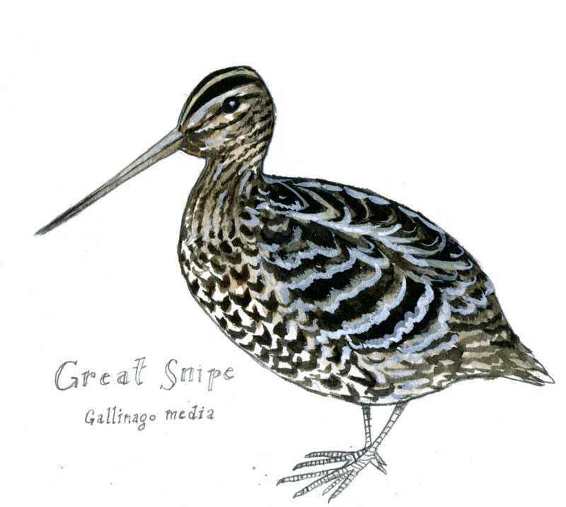 Great Snipe - Gallinago media