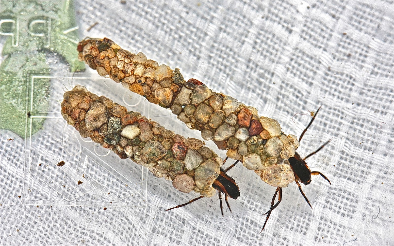 Aquatic Insects of Central Virginia: 2017