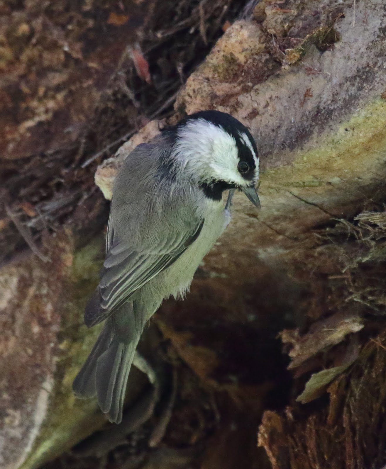 Mountain Chickadees in Oceanside - Greg in San Diego