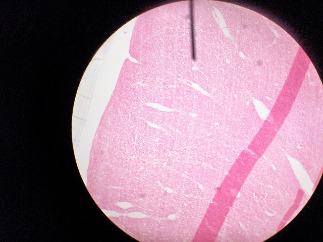HISTOLOGIA UCC: TEJIDO NERVIOSO