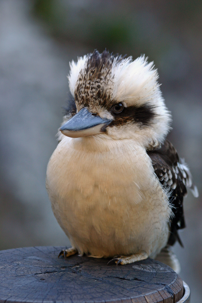 Kookaburra : r/aww
