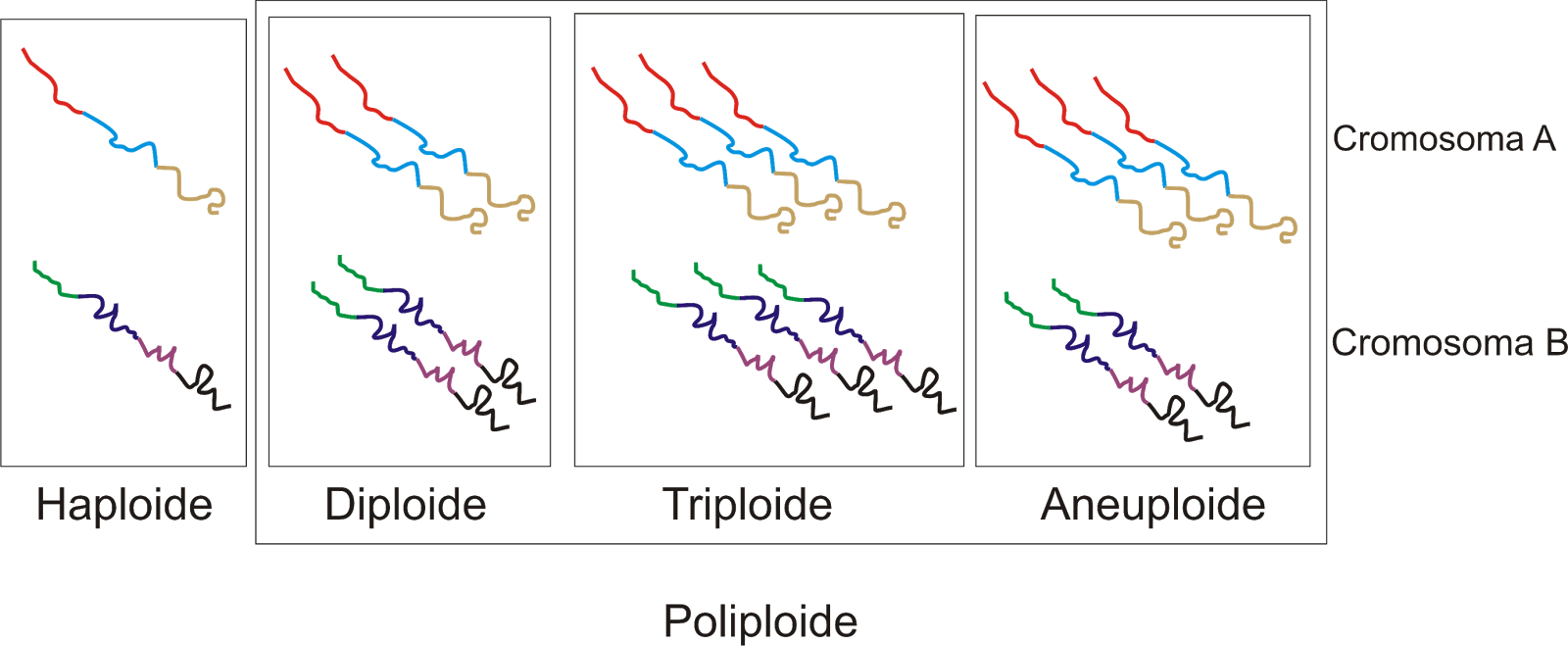 La Cerveza: Ingredientes (IV). La levadura