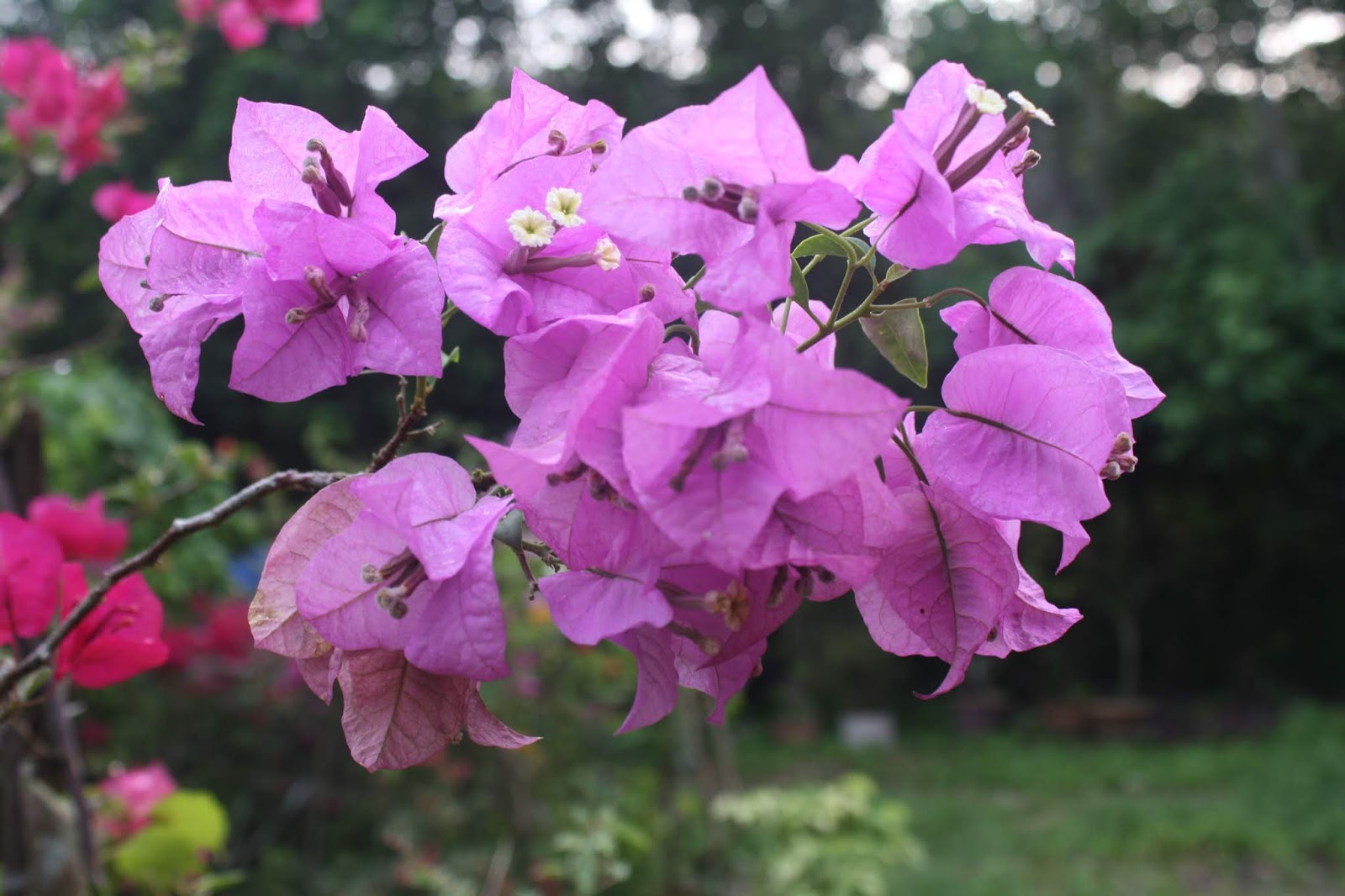8 Warna Terbaik Bunga Kertas "bougainvillea") Pilihan Etuza