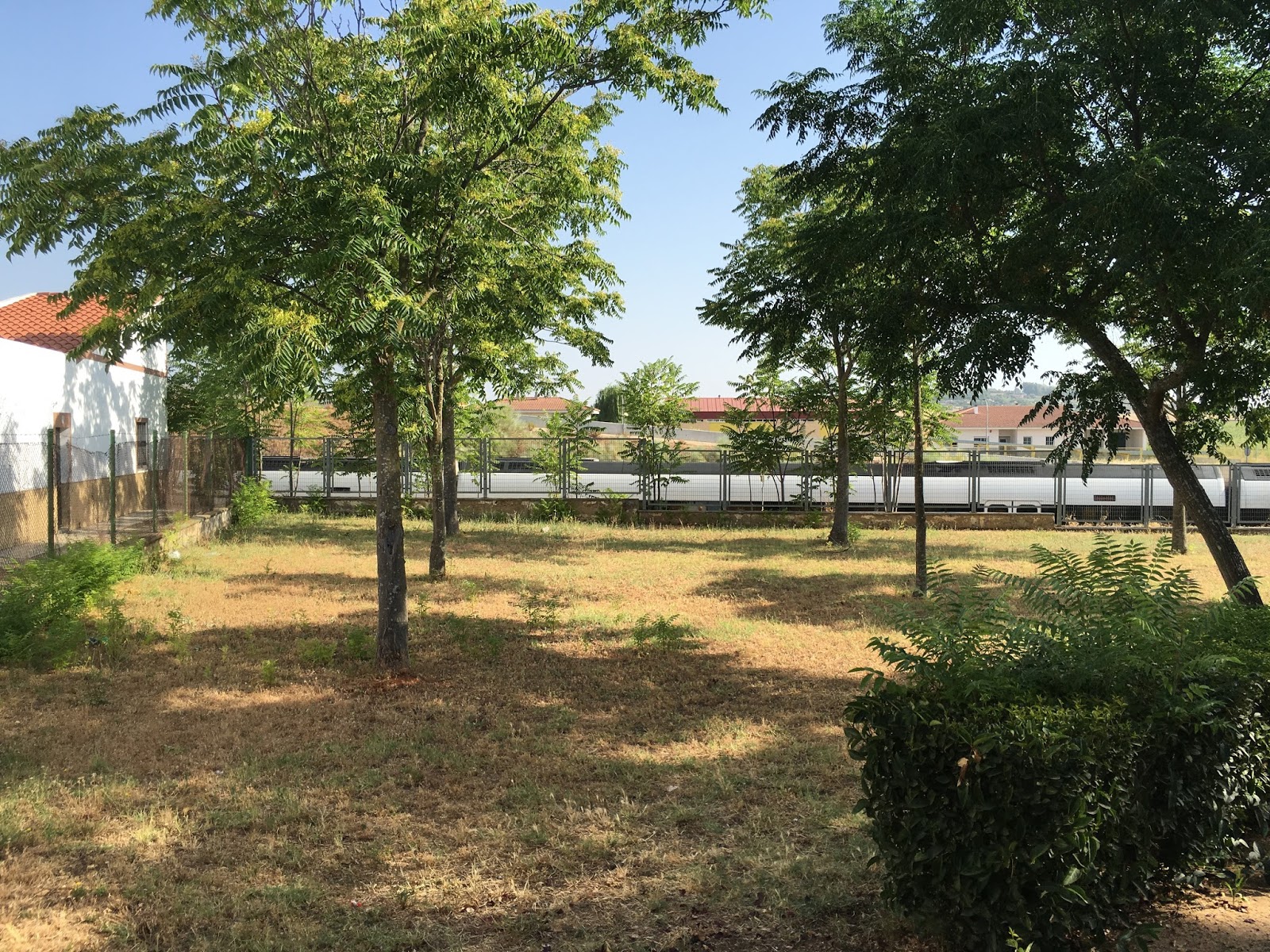 PARQUE MUNICIPAL DE MONTIJO: 7. FLORA DEL PARQUE MUNICIPAL (1). ÁRBOLES.