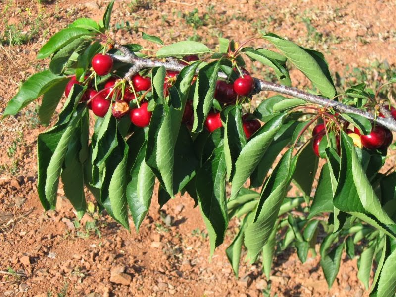 REPORTAJES: EL FRASNO