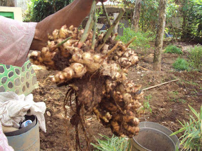 Cara Menanam Jahe Yang Baik Dan Benar Hingga Pemanenan | Tips Merawat ...