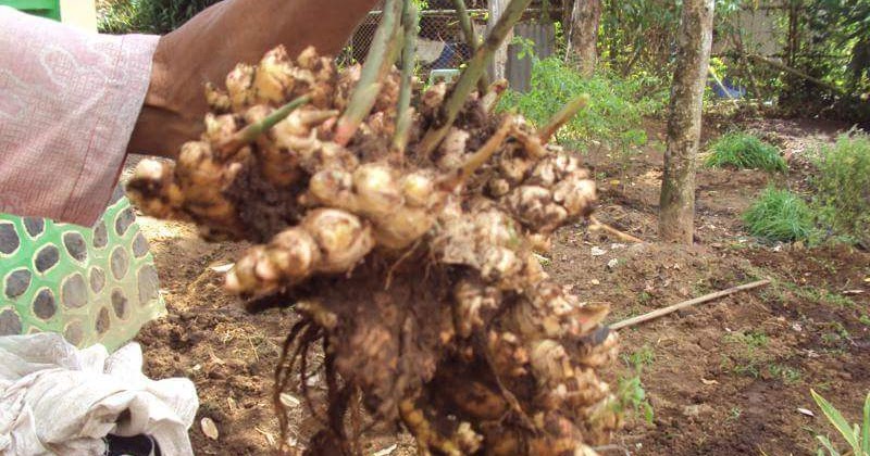 Cara Menanam Jahe Yang Baik Dan Benar Hingga Pemanenan | Tips Merawat ...