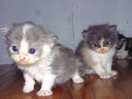 Anak Kucing persia lucu