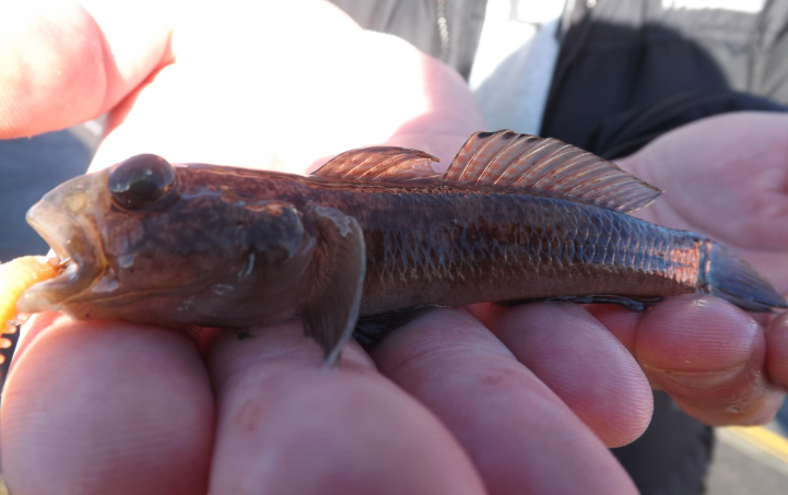 Mission Impossible : To catch 100 species of saltwater fish from ...