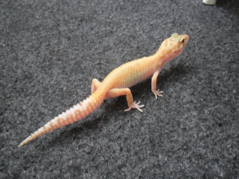 Tempat Jual Leopard Gecko Murah Berkualitas: 2012