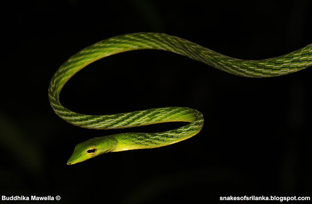 Green Vine Snake/ඇහැටුල්ලා (Ahaetulla nasuta-Lacépède, 1789)