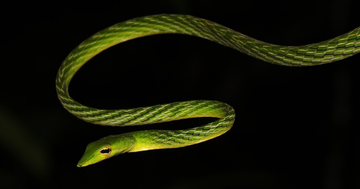 Green Vine Snake/ඇහැටුල්ලා (Ahaetulla nasuta-Lacépède, 1789)