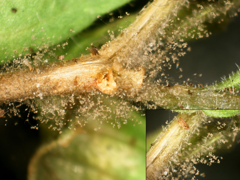 PENYAKIT KAPANG / GREY MOLD (BOTRYTIS) DAN CARA PENANGGULANGANNYA ...