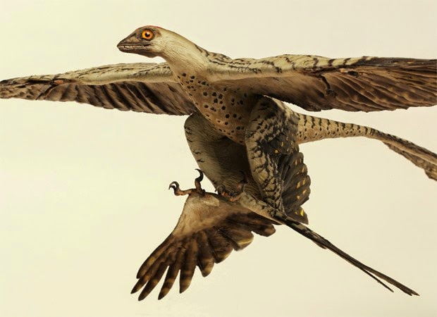 Estudo mostra que aves primitivas tinham quatro asas ao invés de duas