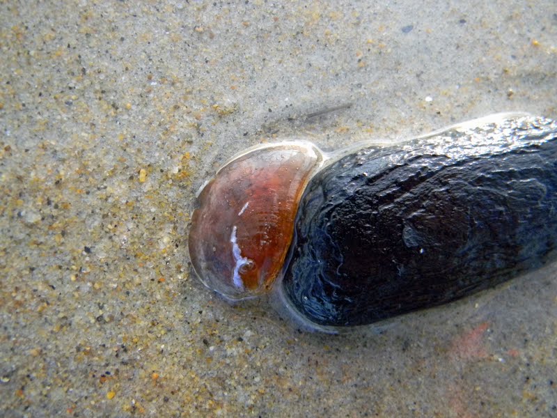 The Plover Warden Diaries: moon snails