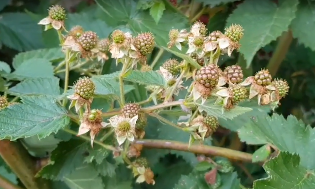 Benefits of Arbei Fruit for Health and Beauty - FRUITS