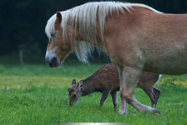 Servee Wijsen Photography: Einzelgänger.../ Loner...