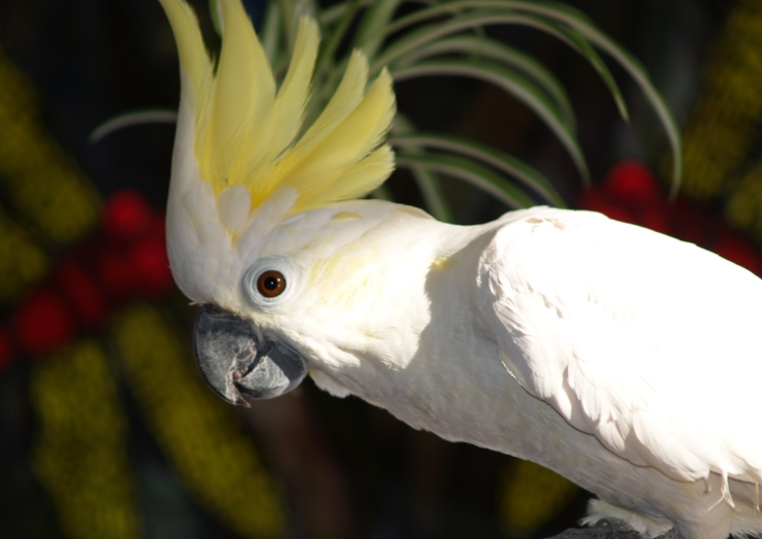 Cockatoo ~ Beautiful Birds