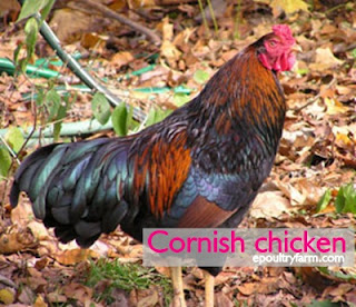 Cornish chicken - ePoultryFarm
