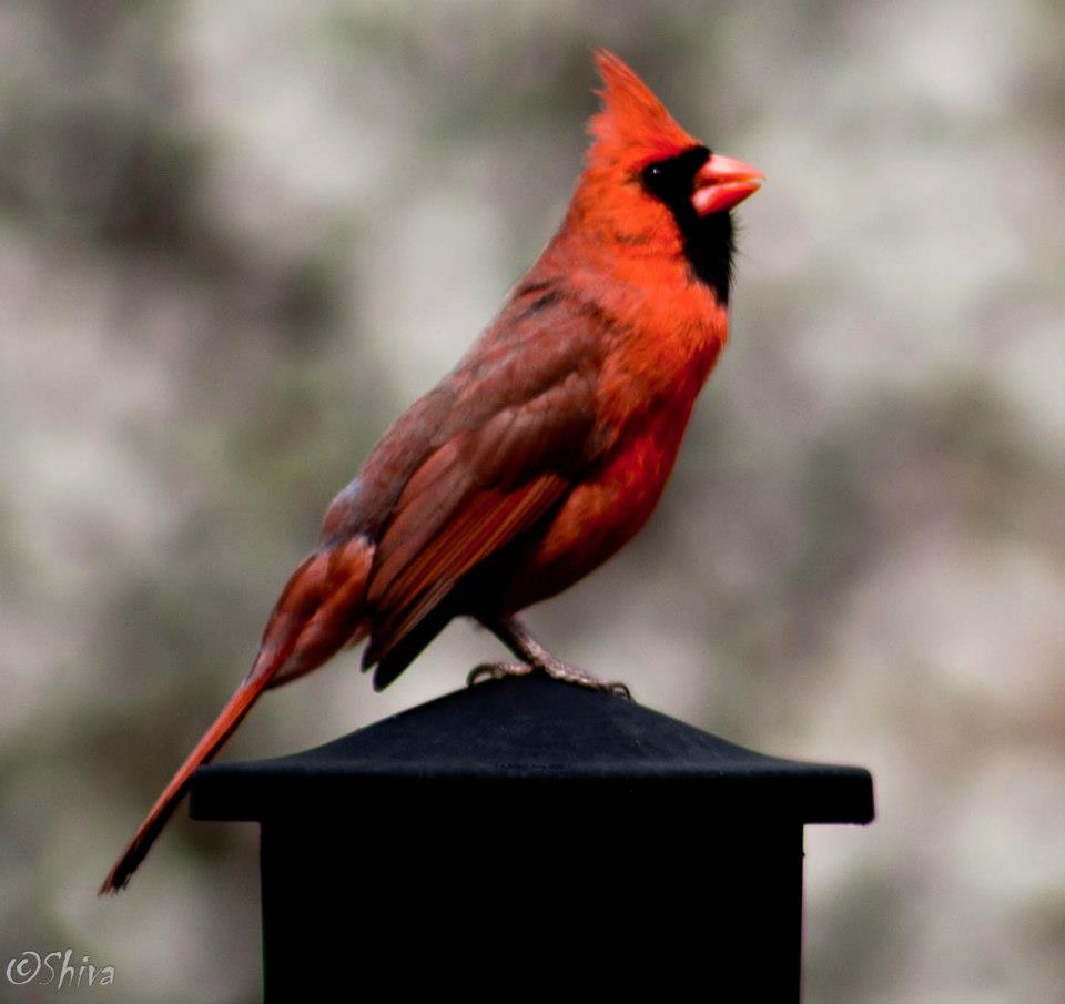 Bird In Everything: Northern Cardinal Bird