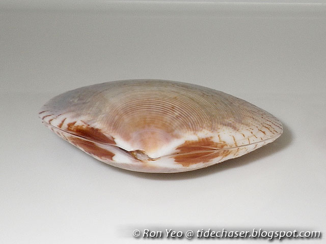 tHE tiDE cHAsER: Heterodont Bivalves (Phylum Mollusca: Subclass ...