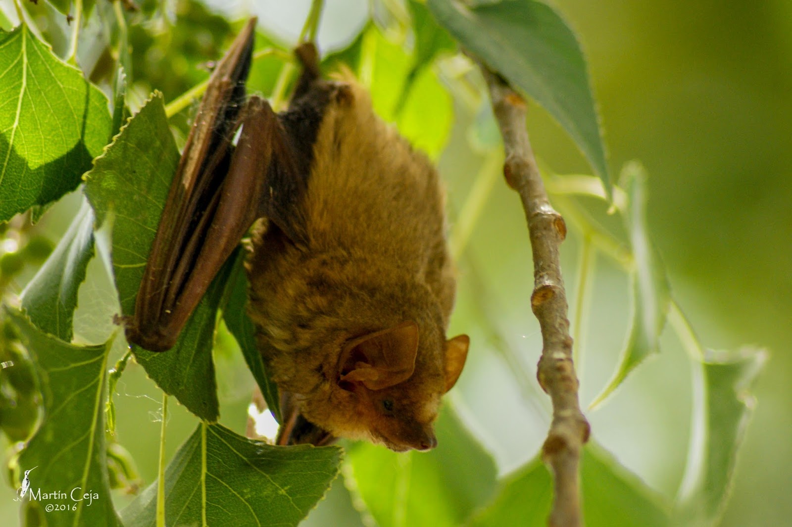 CEJA | Fotografía: Murciélago cola peluda amarillo - Southern Yellow ...