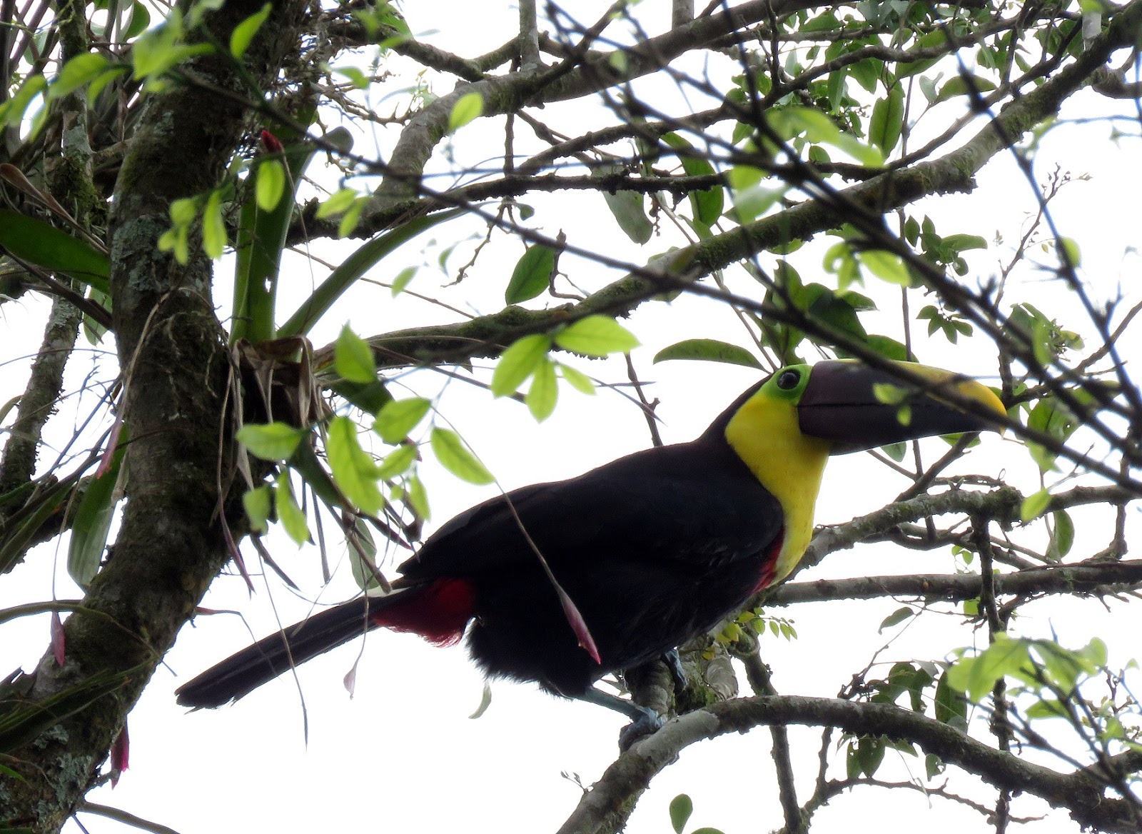 Digital Press: Nuevas especies de aves en el Parque Nacional Cerros de ...