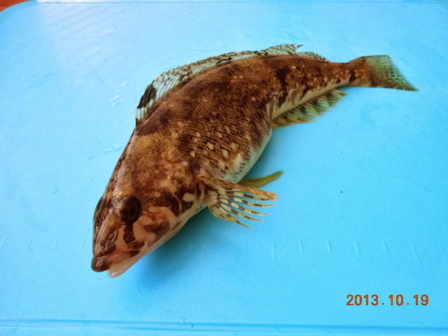 Canadian Hummingbirds: October 2013