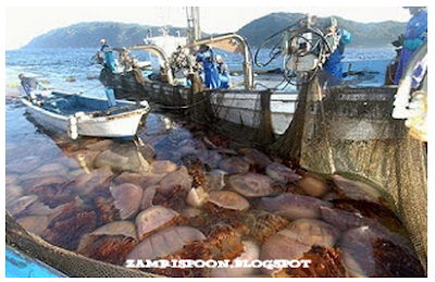 Obor-obor Bersaiz Gergasi dan Paling Besar diDunia. - Gaban Comel