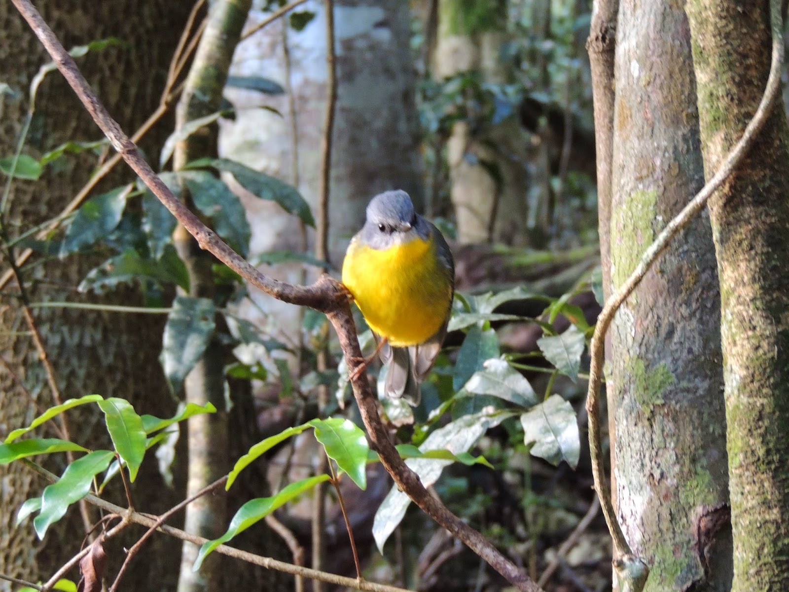 birdgirl: Birds of Queensland, Australia - A Photographic Diary Summer 2013