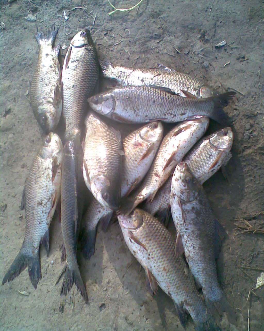 blog pemancing professional: rahsia umpan power