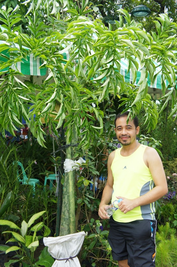 OUR PHILIPPINE TREES: The Big One, the White One, the Stinky One