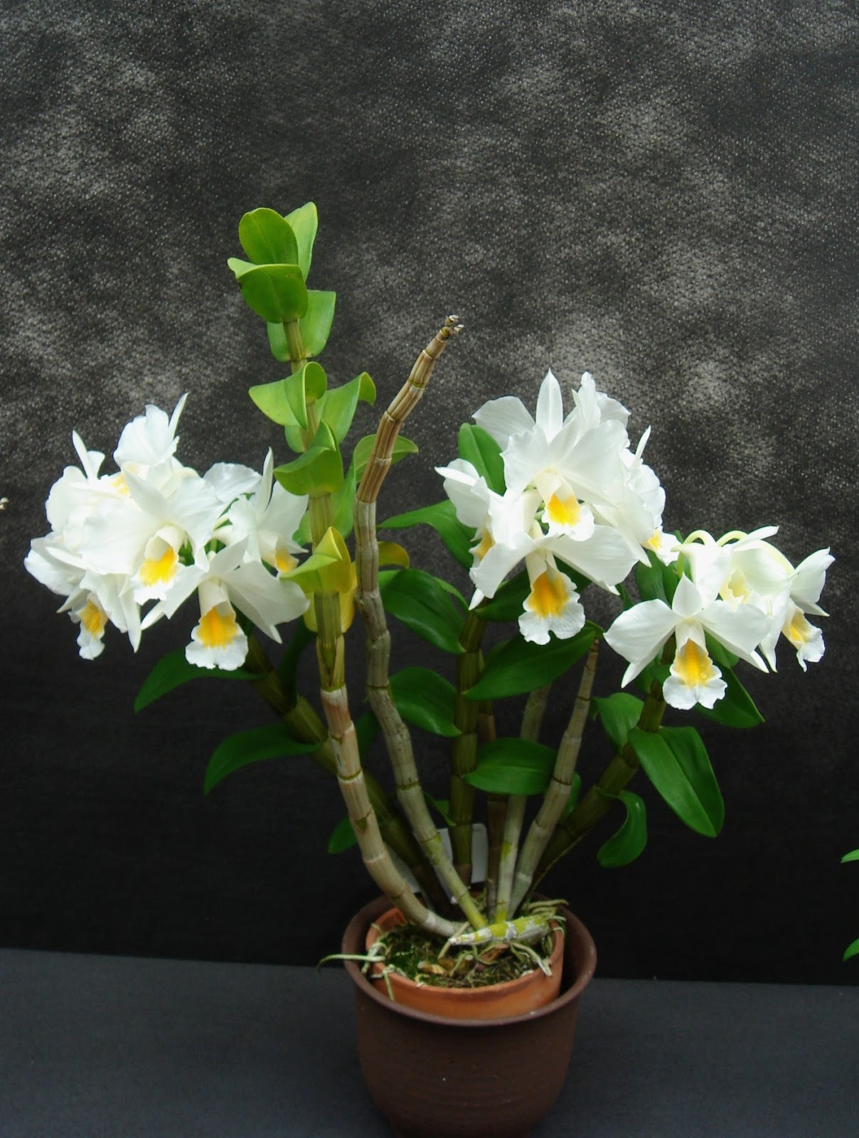 Dendrobium formosum care and culture | Travaldo's blog