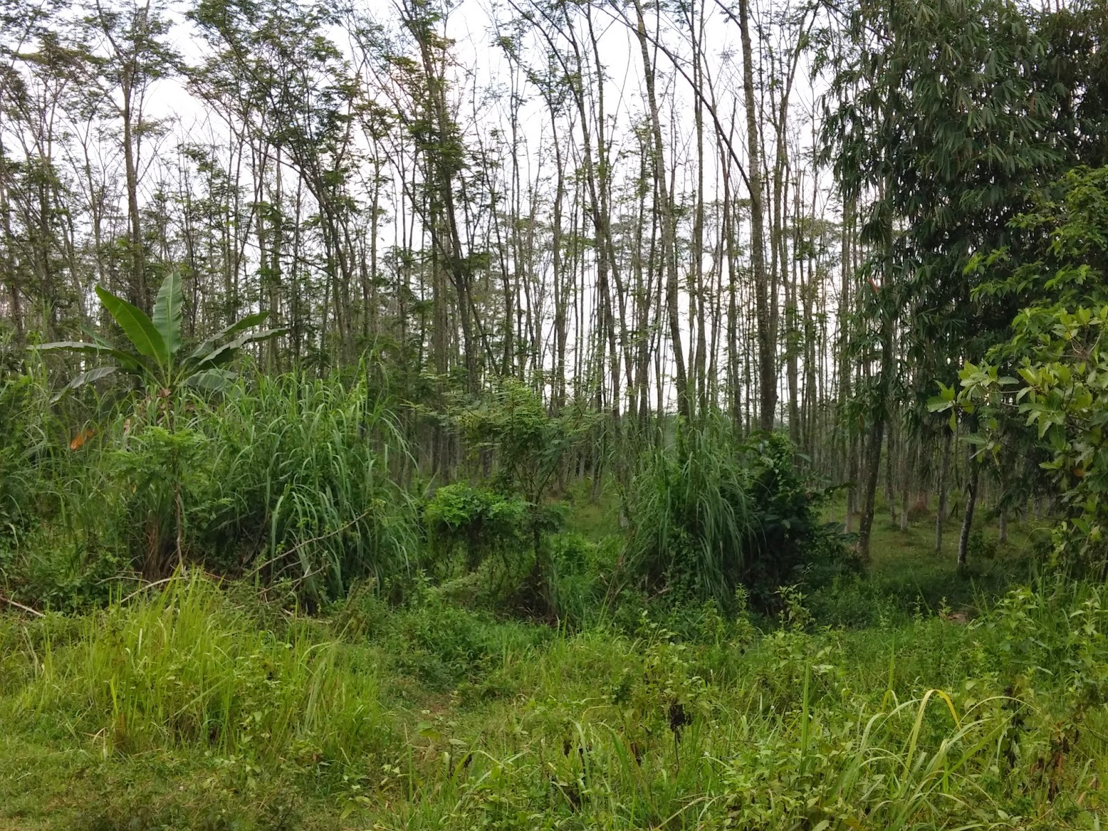 IAN FAIZ PROPERTY: DiJual Tanah Kebun 5 hektar ,7 hektar dan 2,5 hektar ...