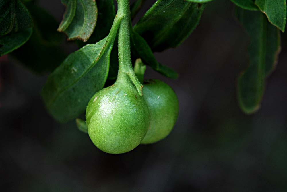 Space Coast Wildflowers: Mostly Galls, Turkey Creek Sanctuary ...