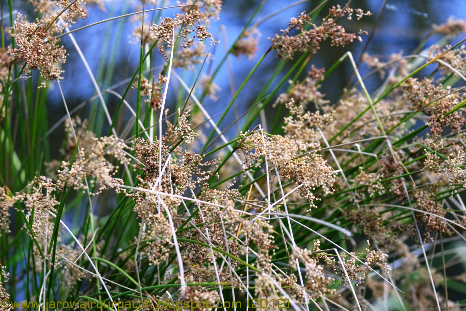 Juncus usitatus (JUNCACEAE) Common Rush 20/01/12