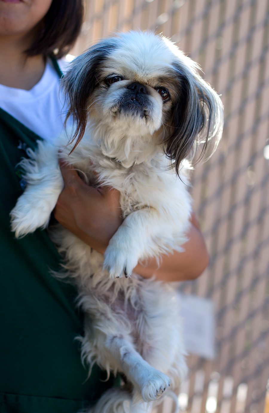 Shelter Dogs of Portland: "SUZIE Q" cute shih tzu (maybe Japanese shin?)