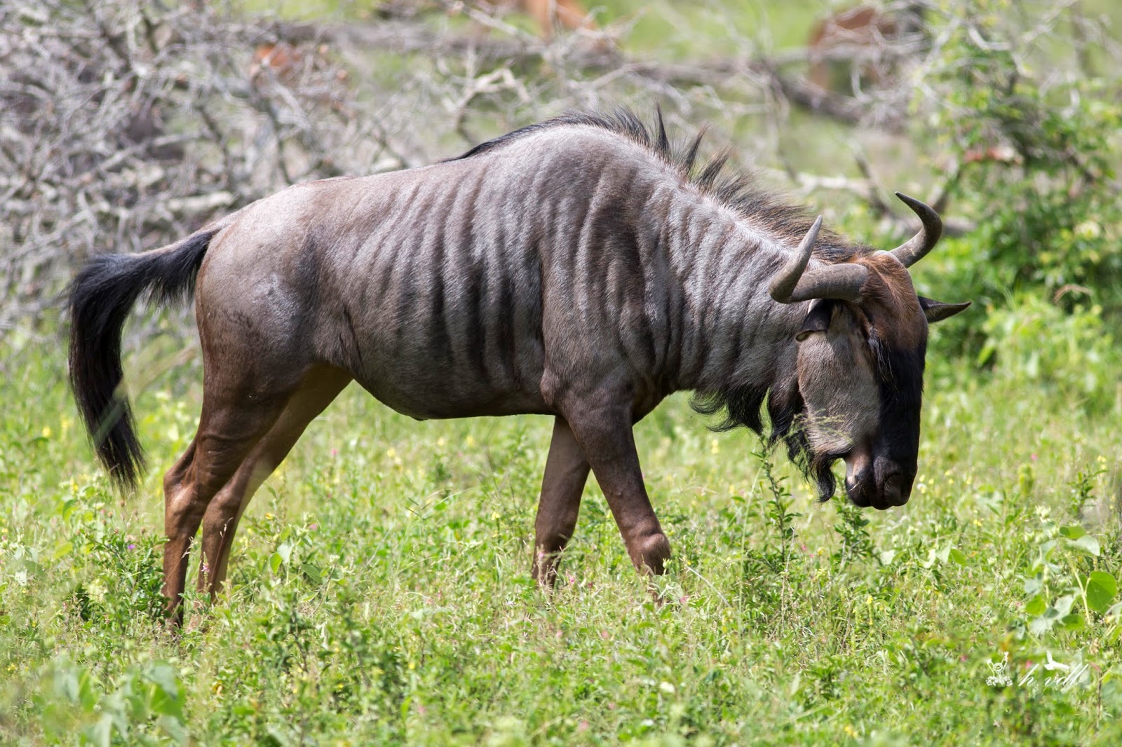 vogelparadijs: Z. Afrika, Ethiopië, Costa Rica